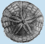 ESL Science Center: Content-based ESL/EFL on Mollusks and Cloudsat